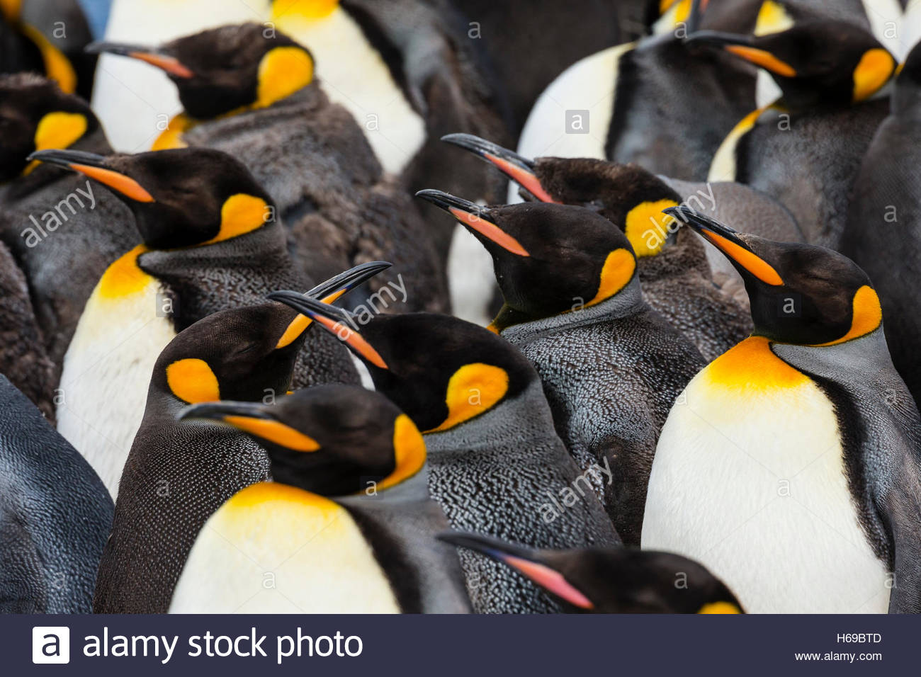 A close up of a large group of King Penguins near Gold Harbor in South ...