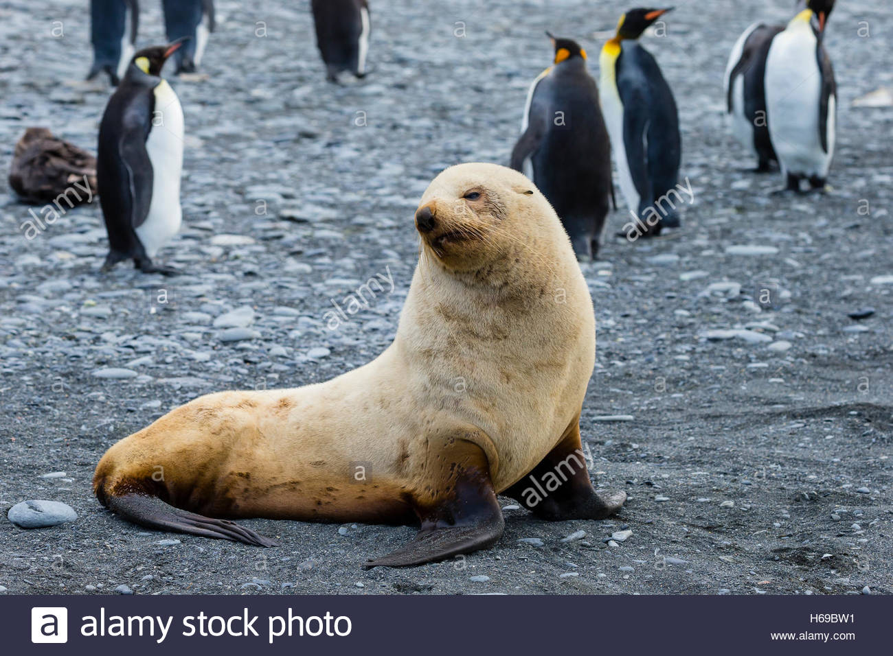 Leucistic seal hi-res stock photography and images - Alamy