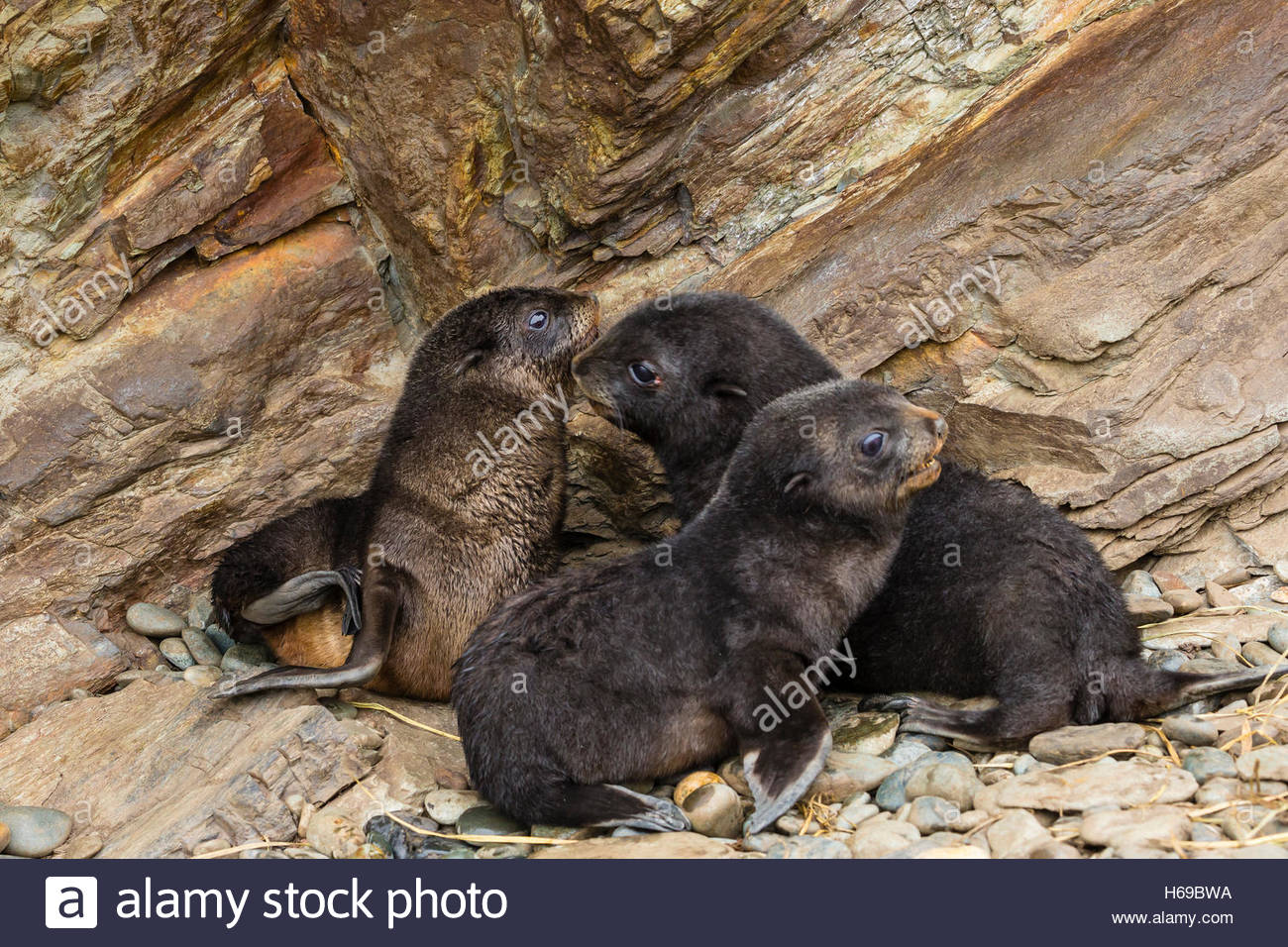 Cute Antarctic Fur Seal pups near Cooper Bay in South Georgia ...