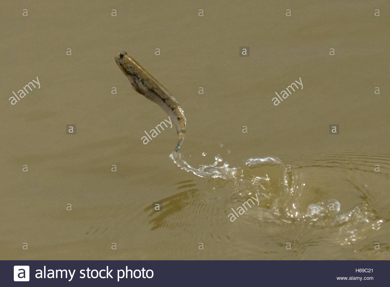 A blue-spotted mudskipper jumps out of the water Stock Photo - Alamy