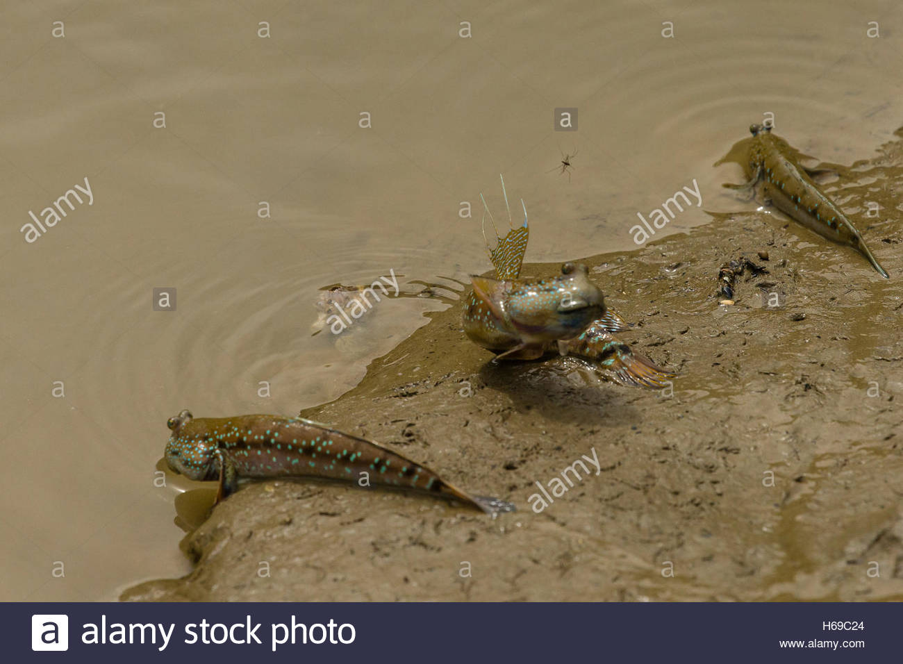 Blue-spotted mudskippers lay in mud on the waters edge Stock Photo - Alamy