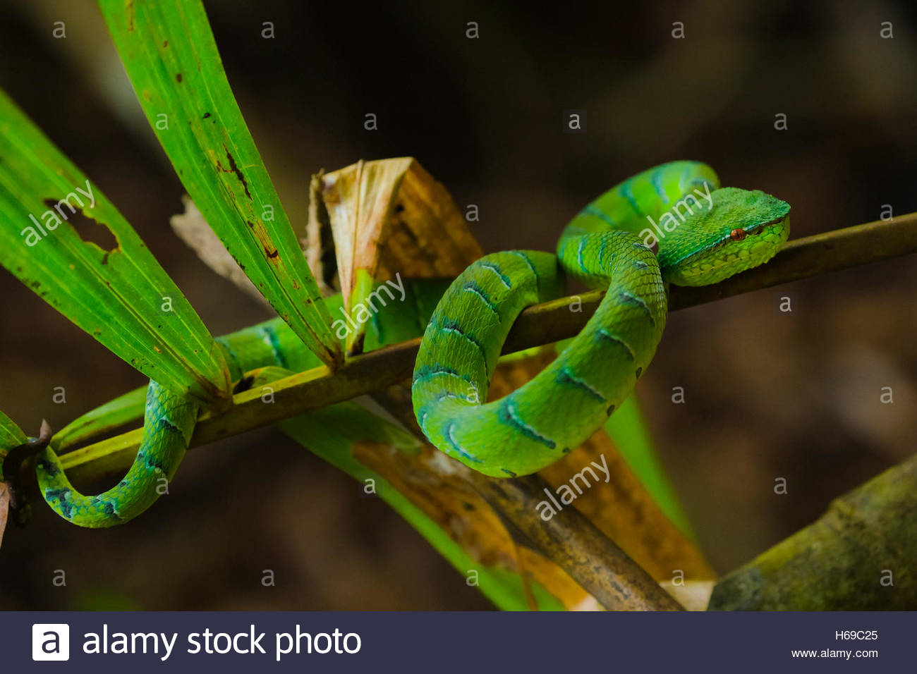 Close up of a bright green Borneo temple pit viper Stock Photo - Alamy