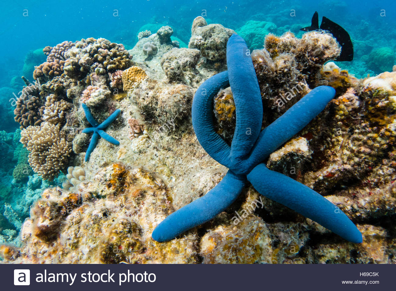 Close up view of blue sea stars on a tropical reef Stock Photo - Alamy
