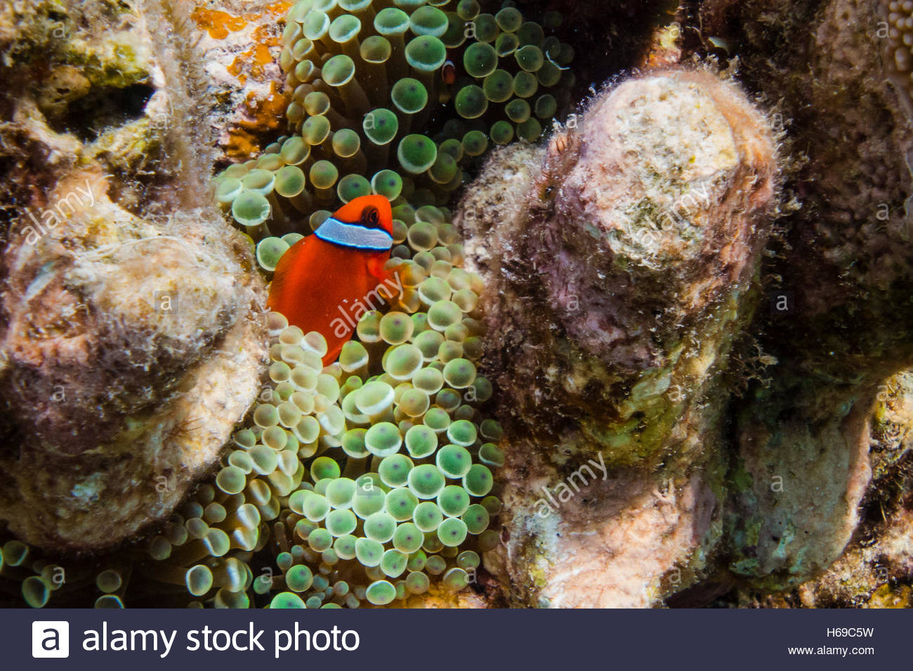 Underwater, Tomato Clownfish (Amphiprion frenatus), Anemone Fish, Green ...