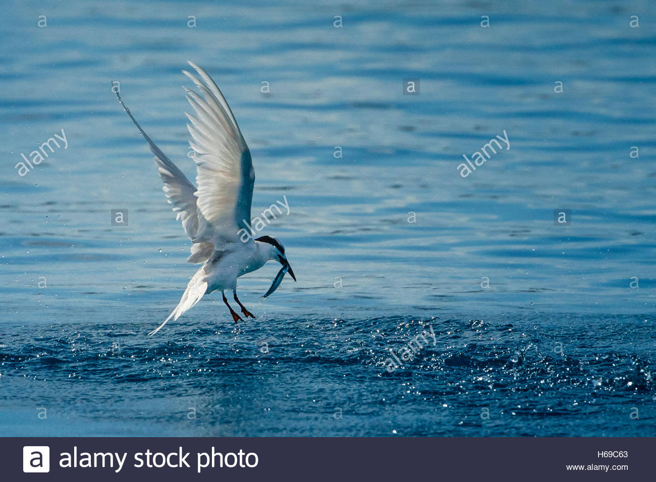 A black-naped tern flies over water with a fish in its mouth Stock ...