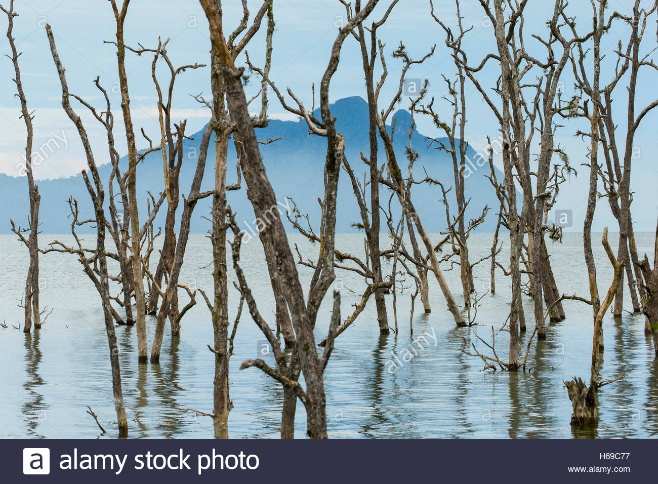 Dead trees rise from the surface of a waterway Stock Photo - Alamy