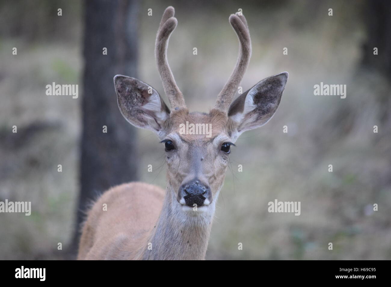 Whitetail deer nose hi-res stock photography and images - Alamy