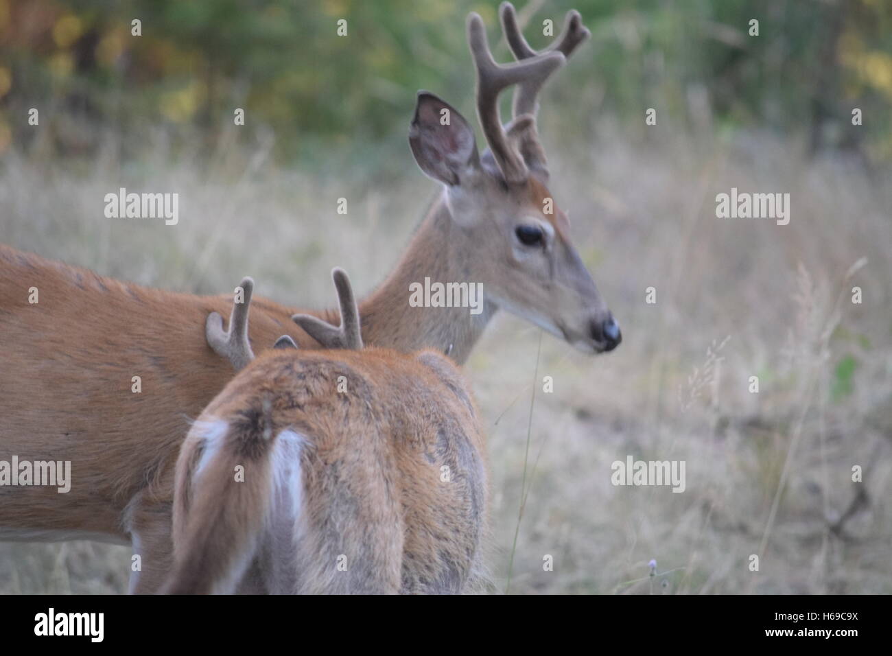 Brotherly bucks play in velvet Stock Photo - Alamy