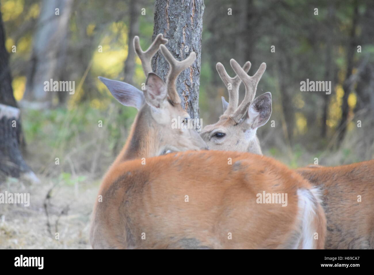 Brother bucks in velvet Stock Photo - Alamy