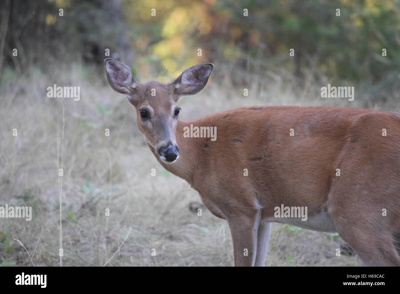 White tail doe in the wild Stock Photo - Alamy