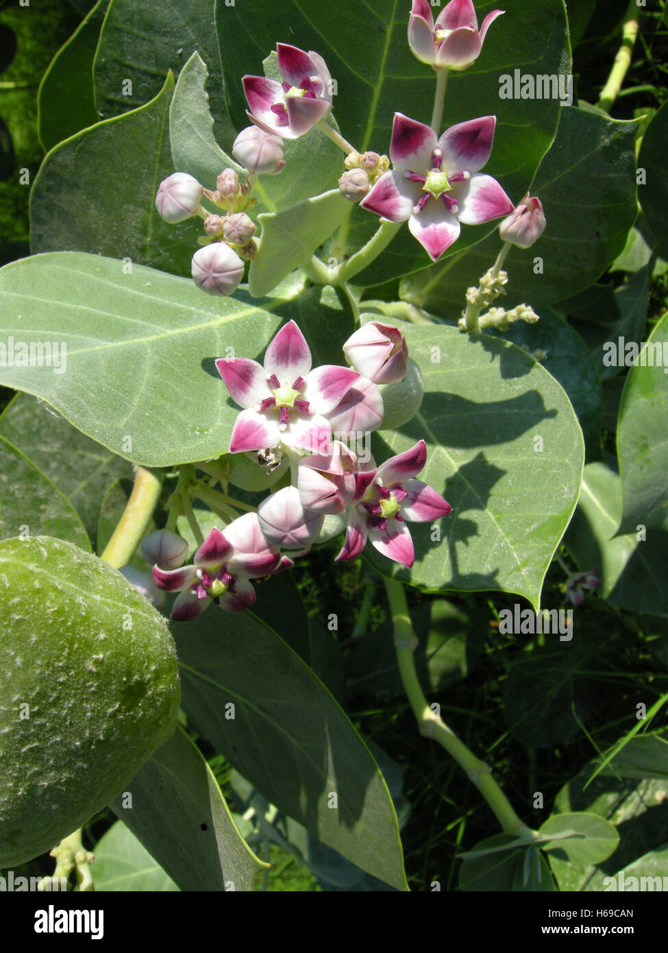 Sodom's Apple (Calotropis procera Stock Photo - Alamy