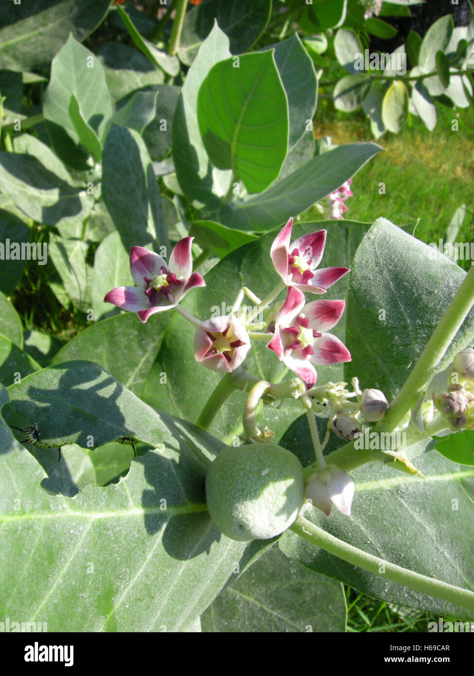 Sodom's Apple (Calotropis procera Stock Photo - Alamy