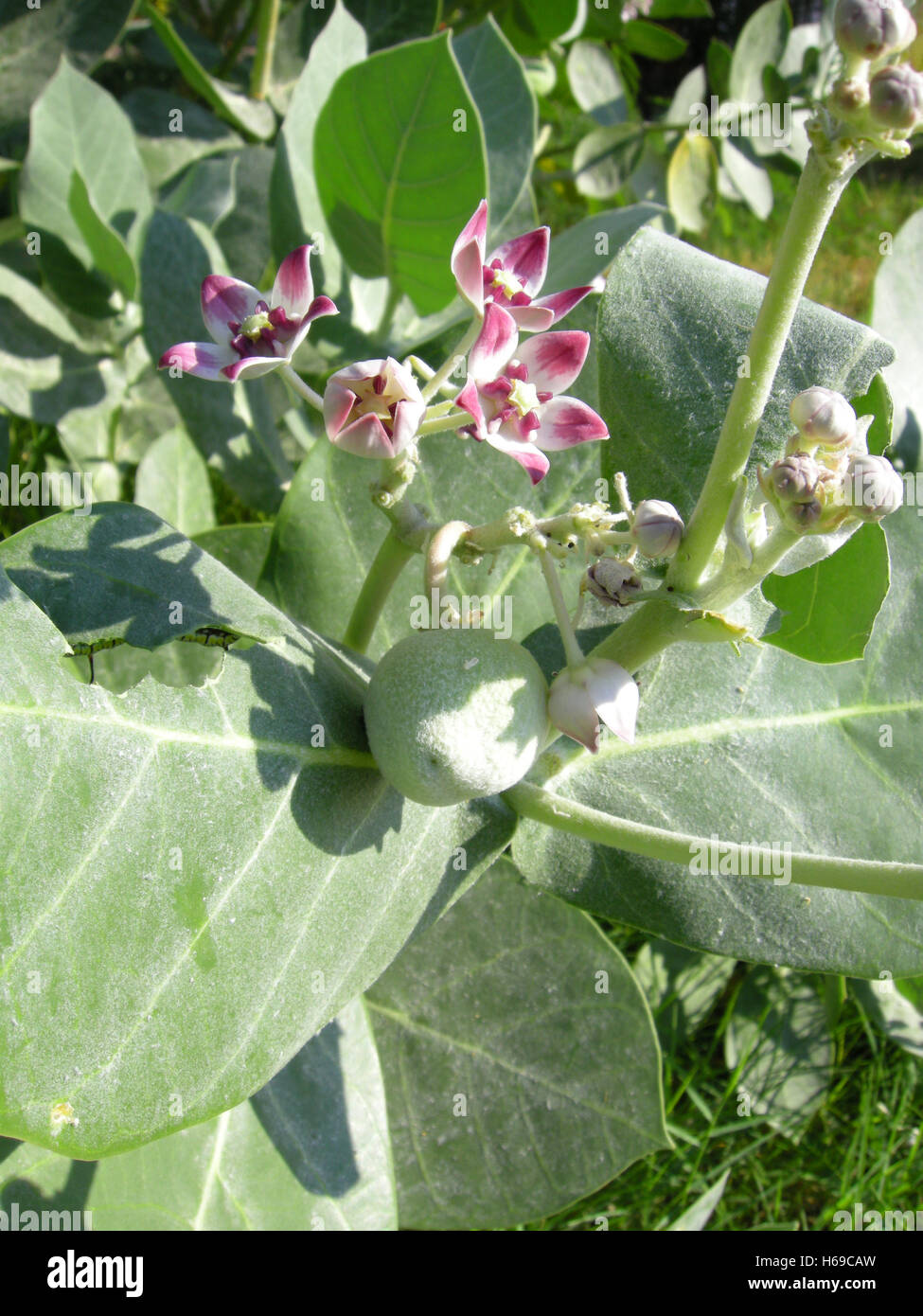 Sodom's Apple (Calotropis procera Stock Photo - Alamy