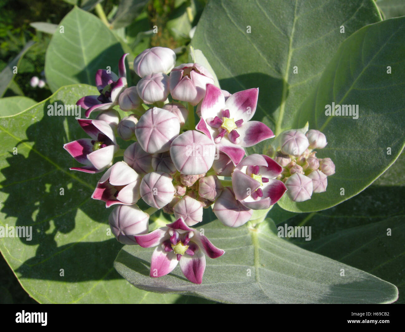 Sodom's Apple (Calotropis procera Stock Photo - Alamy