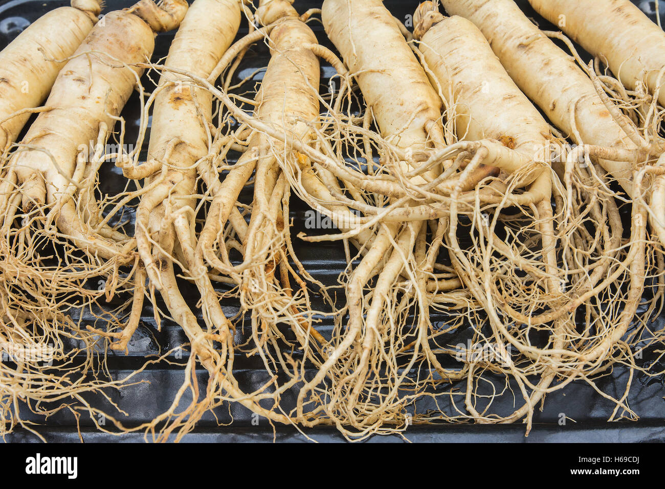 Ginseng Root