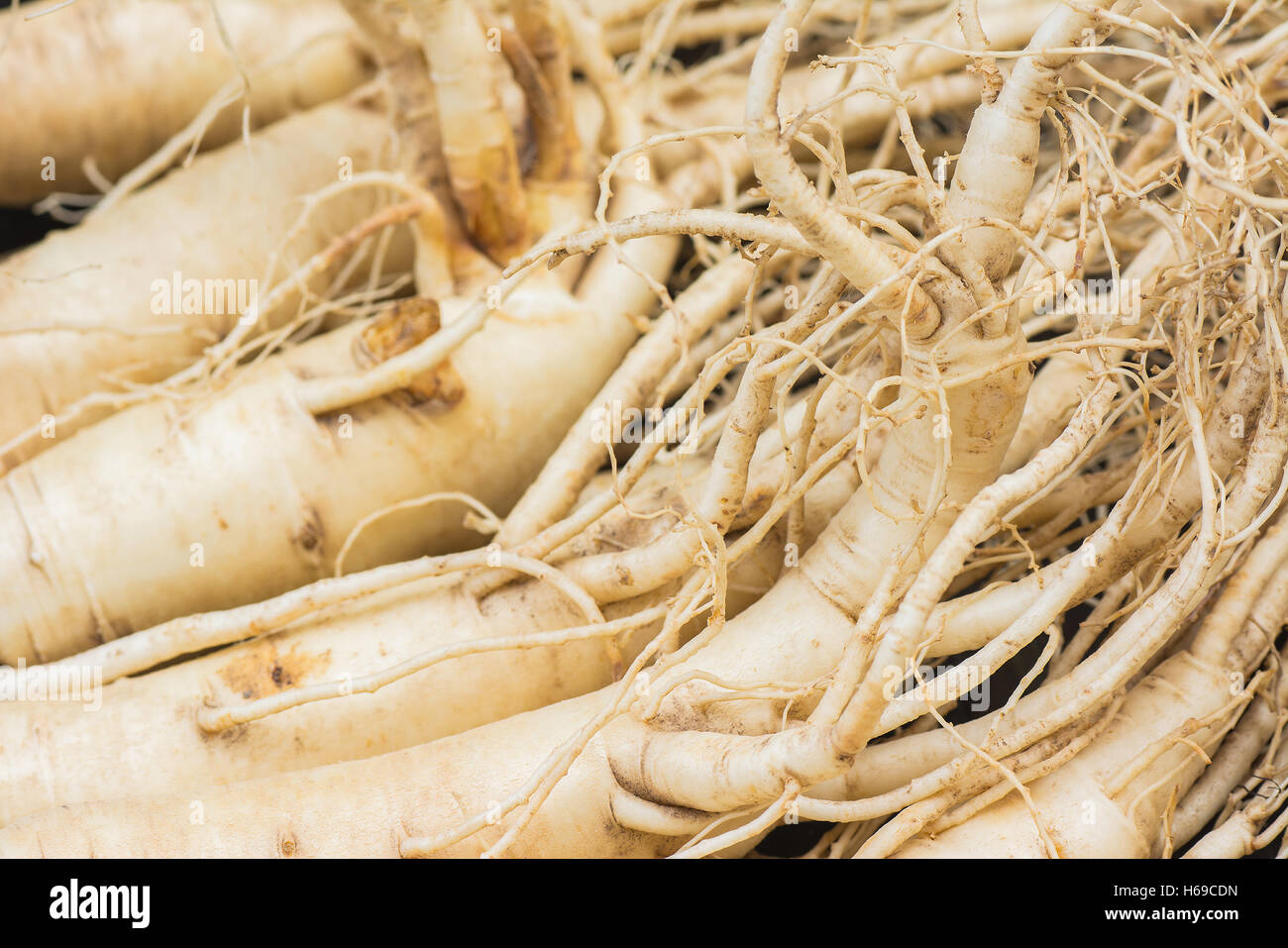 Macro of Dry Ginseng Roots,selective focus with blur background Stock ...