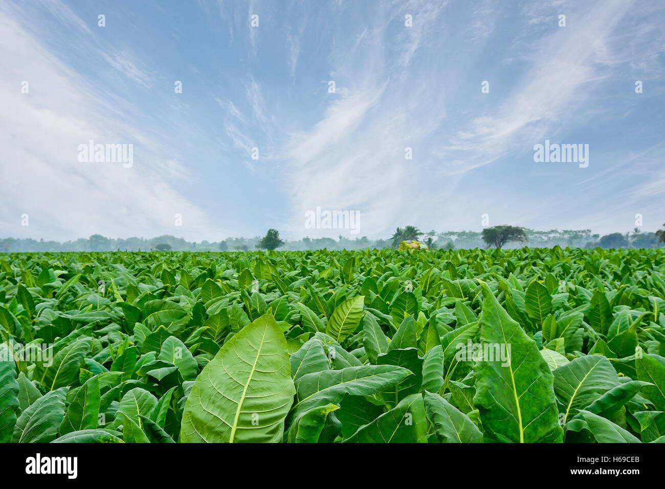 Tobacco field hi-res stock photography and images - Alamy