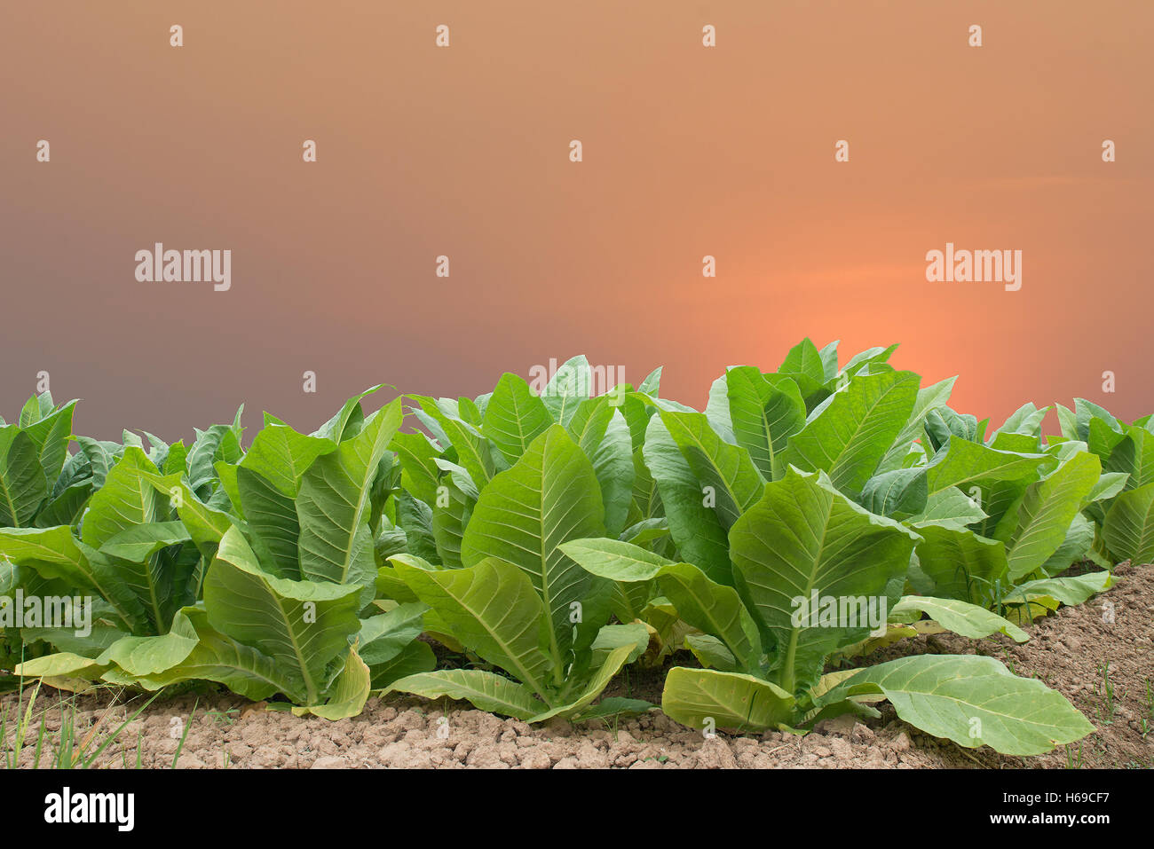 Tobacco plantation landscape hi-res stock photography and images - Alamy
