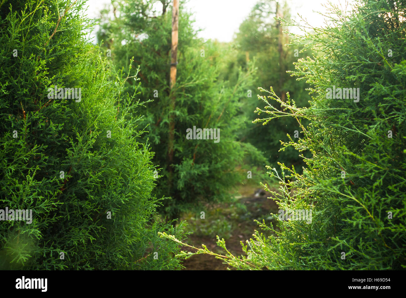 Christmas tree in the forest hi-res stock photography and images - Alamy