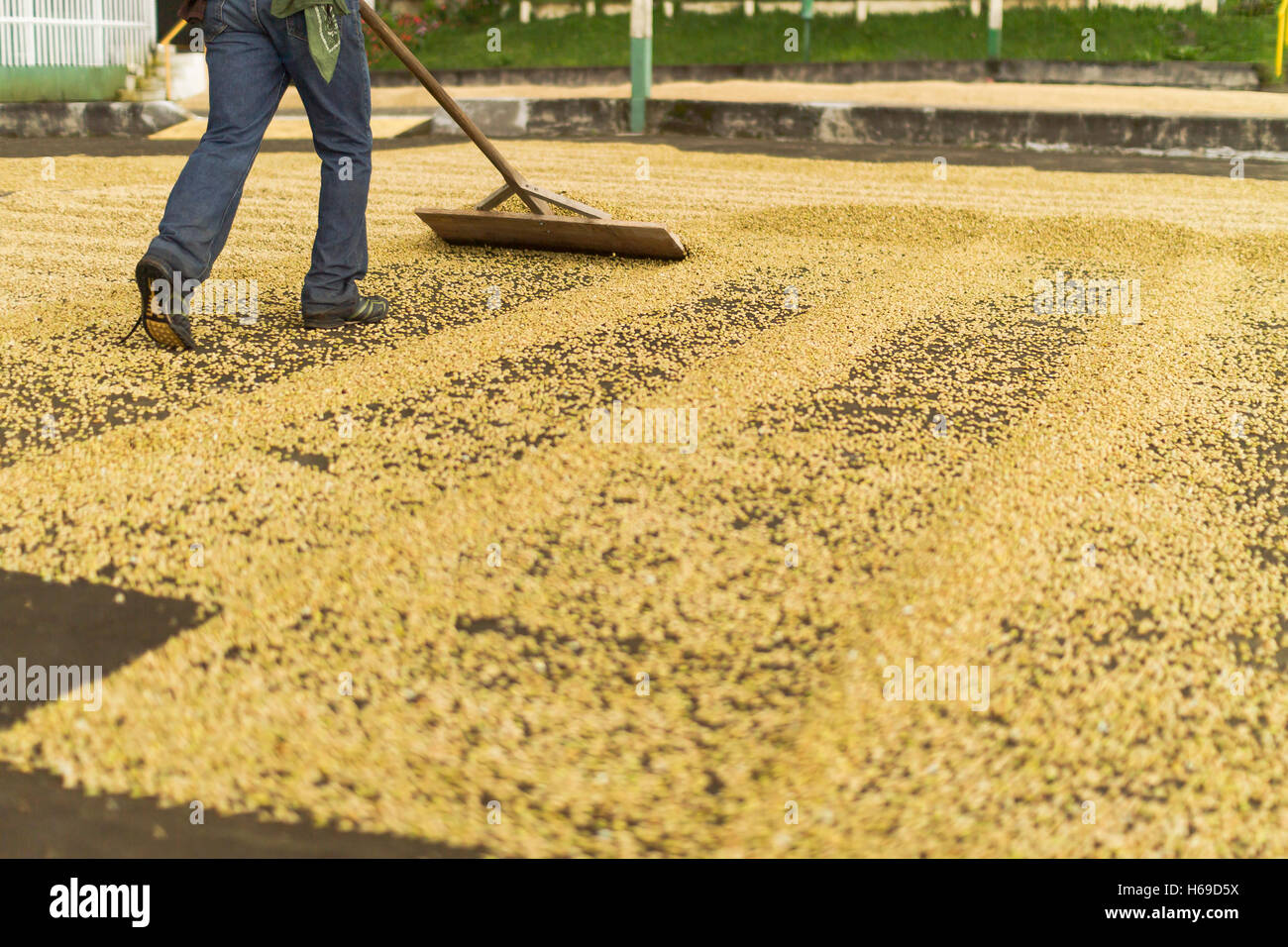 Drying coffee beans on the floor with a marks left by rake and part of ...