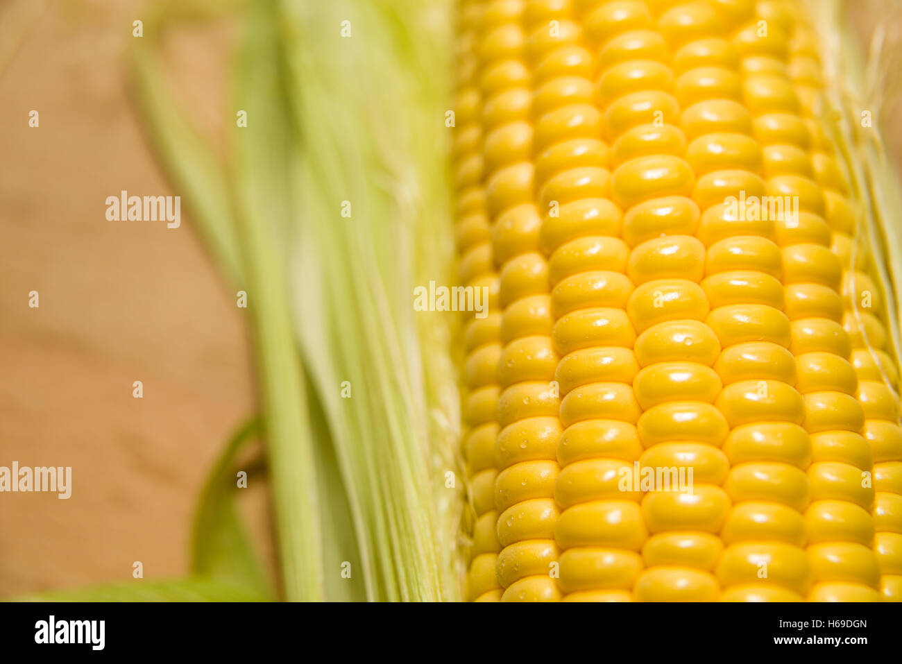 The seeds fruit of the corn. Closeup Stock Photo - Alamy