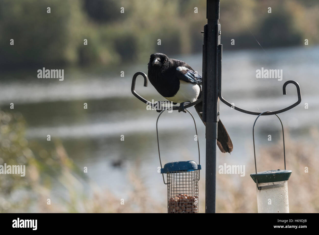 A Magpie on a bird feeder Stock Photo - Alamy