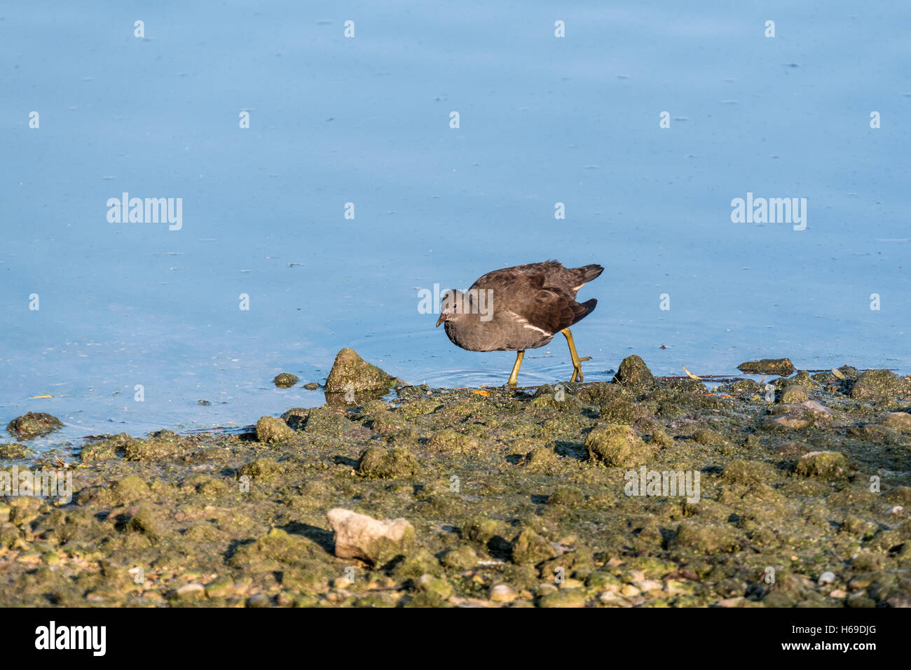 A Moorhen chick foraging Stock Photo - Alamy