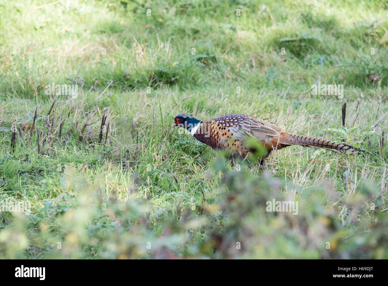 A male Pheasant walking Stock Photo - Alamy