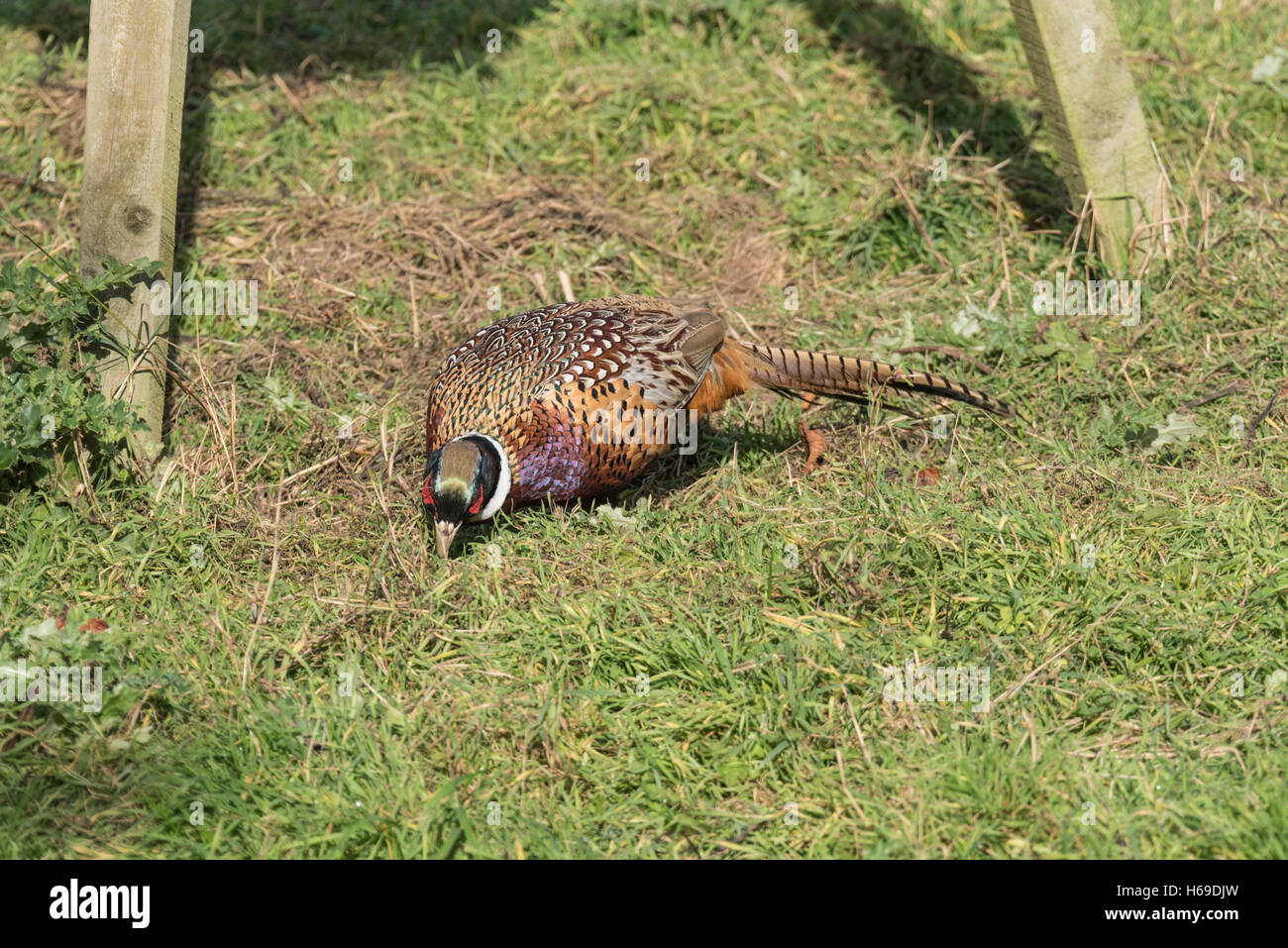 A male Pheasant feeding Stock Photo - Alamy
