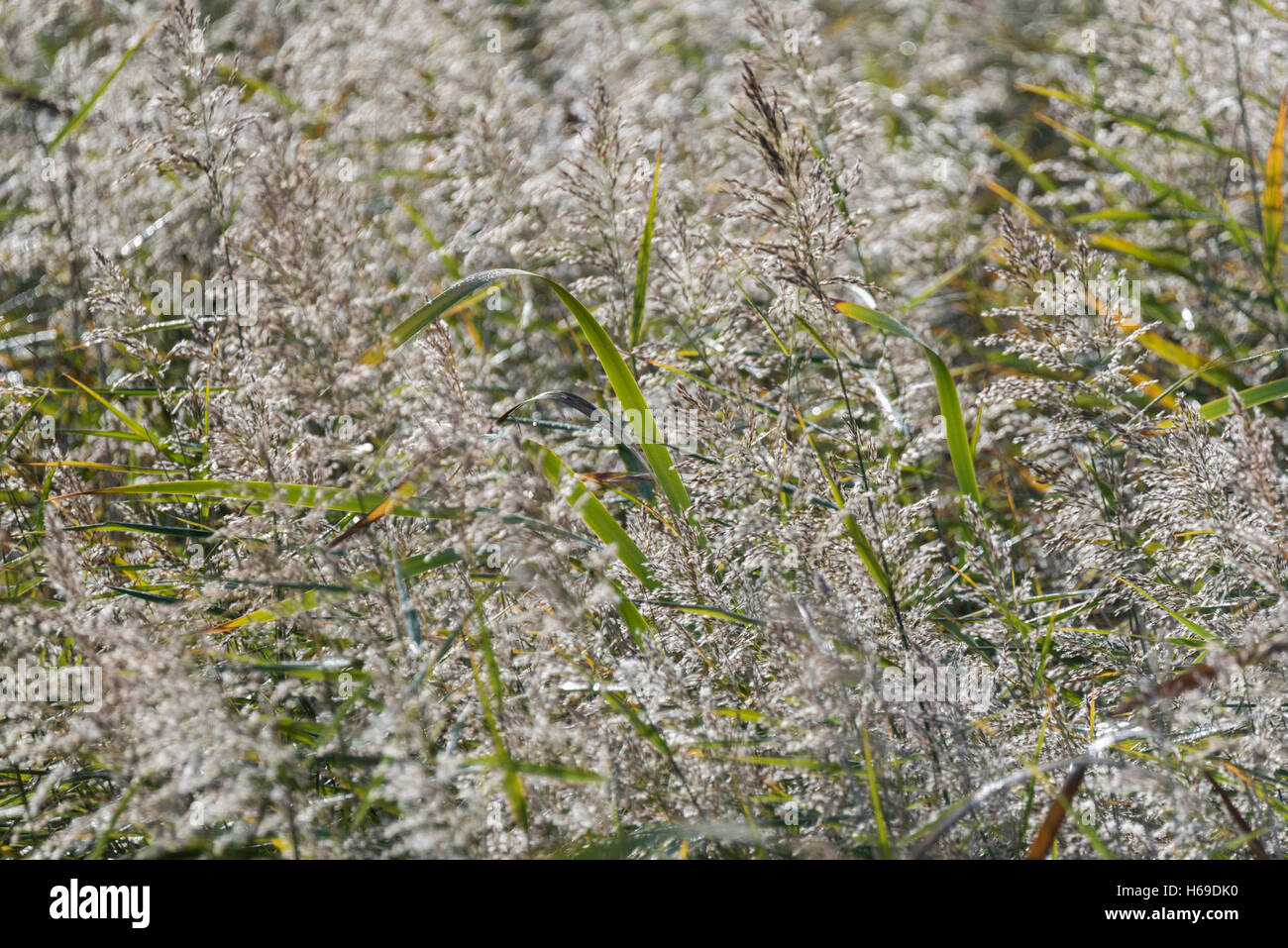 The seed heads of the common reed blowing in the wind Stock Photo - Alamy