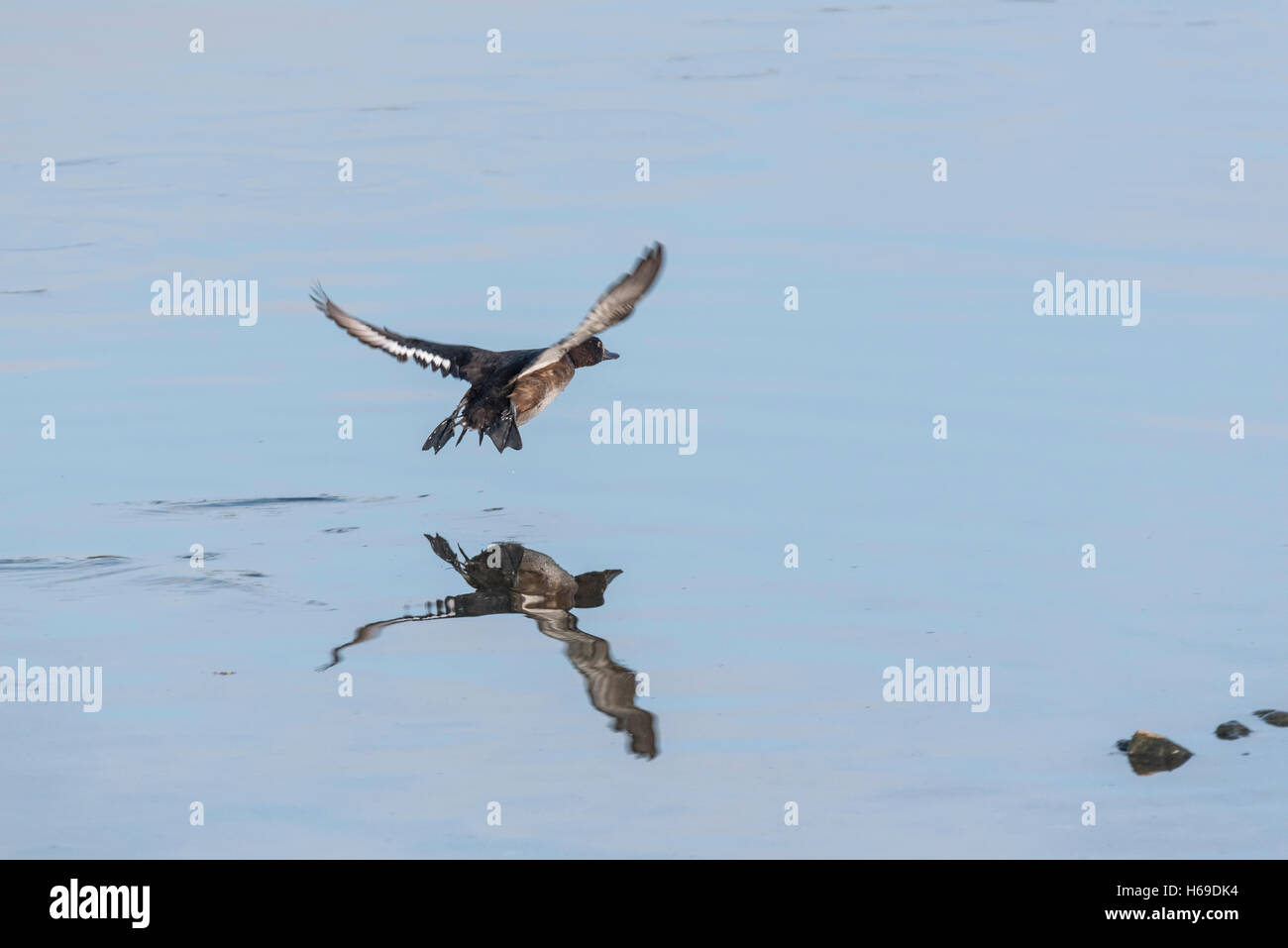 Tufted Duck flying low over water Stock Photo - Alamy