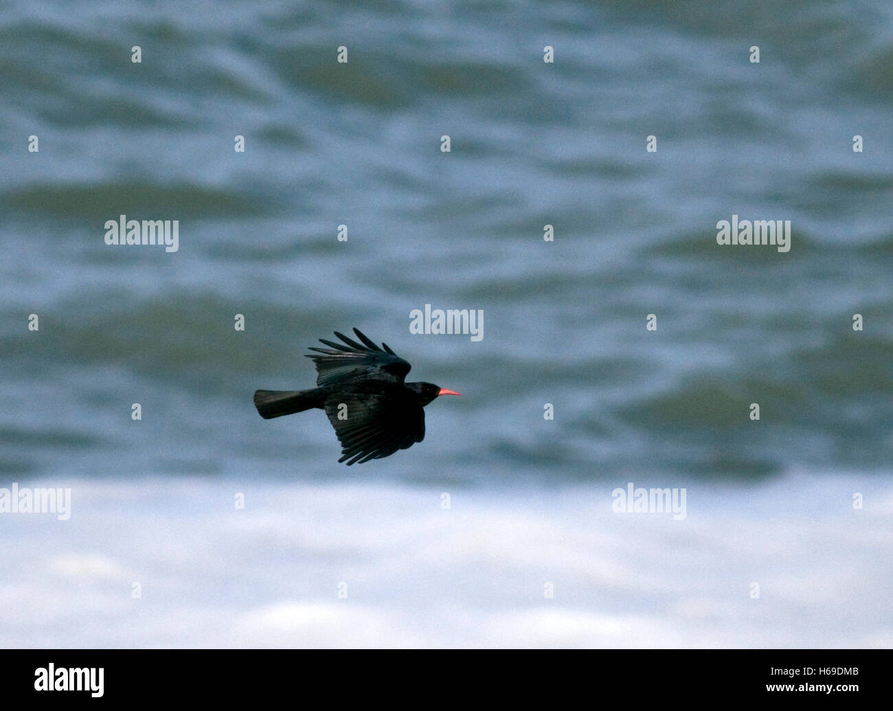 Flying chough hi-res stock photography and images - Alamy