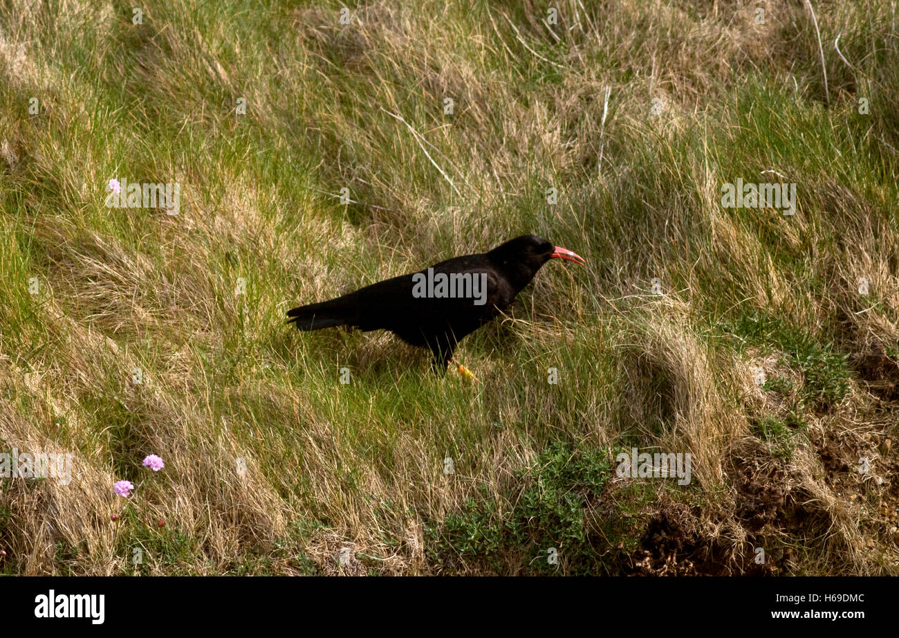 A Chough Feeding Stock Photo - Alamy