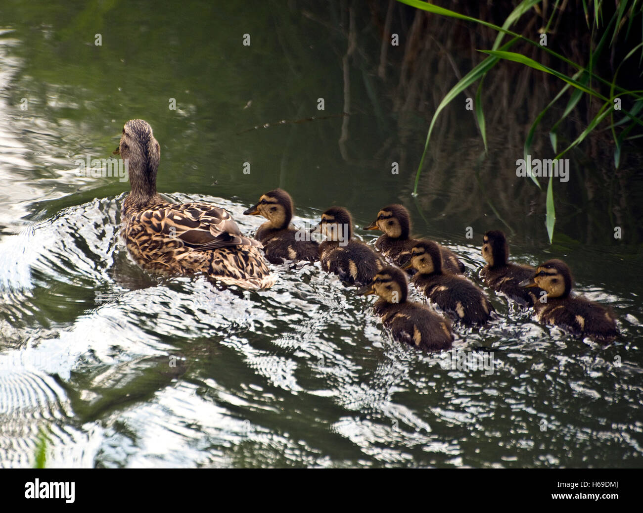 A Family of Mallard Stock Photo - Alamy