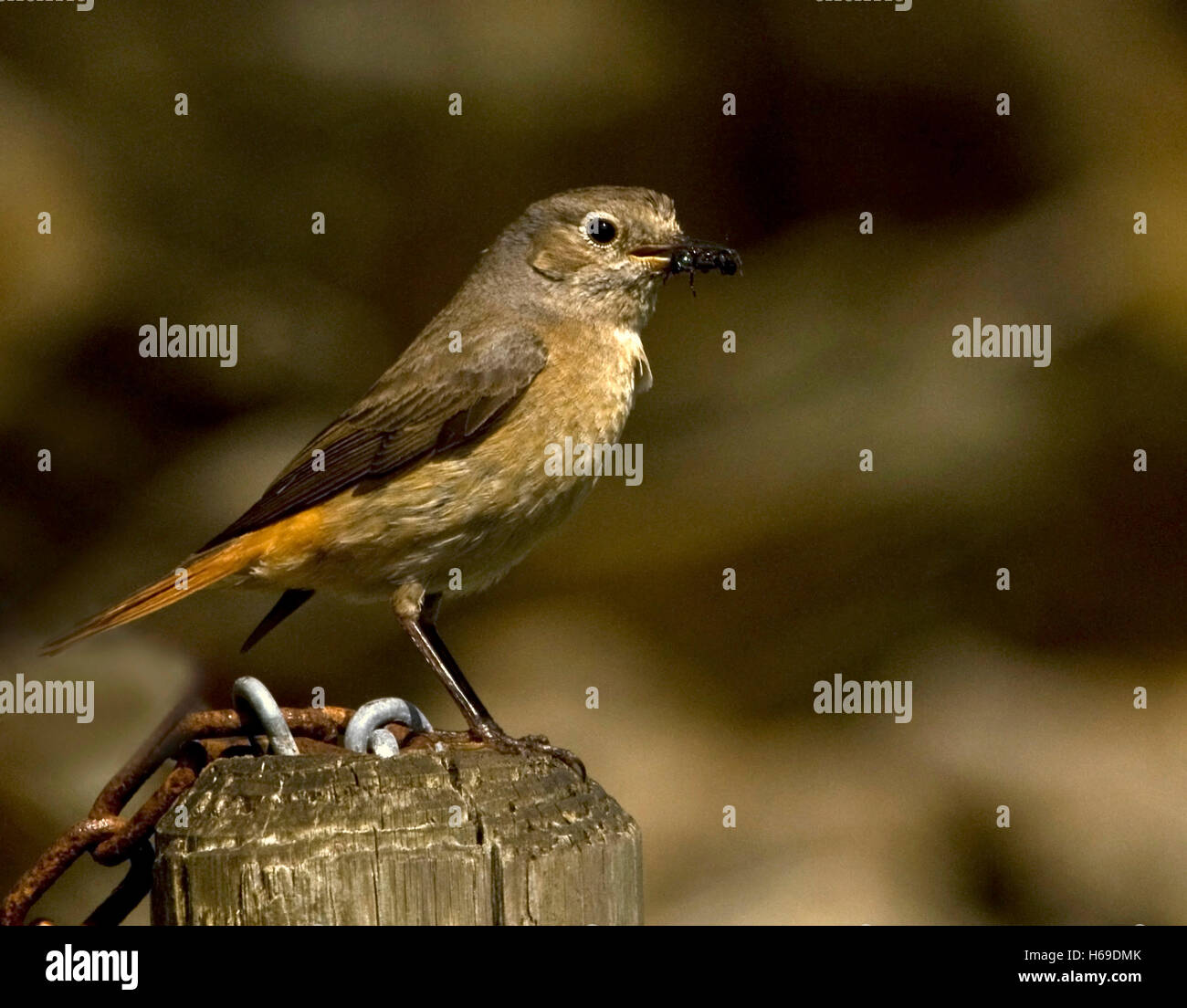 Female Redstart with food Stock Photo - Alamy