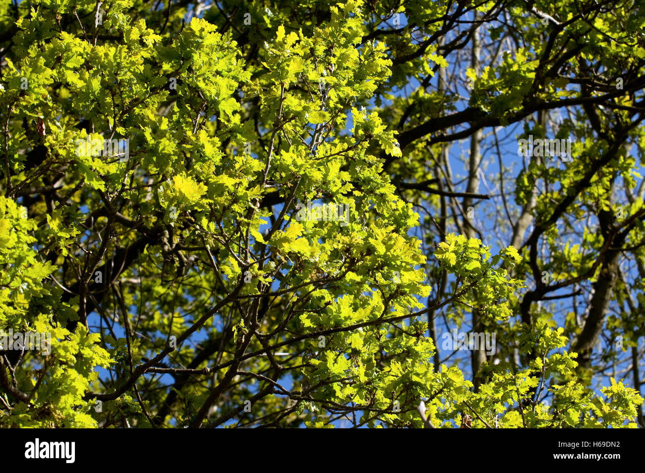 Red Oak Tree in spring Stock Photo - Alamy