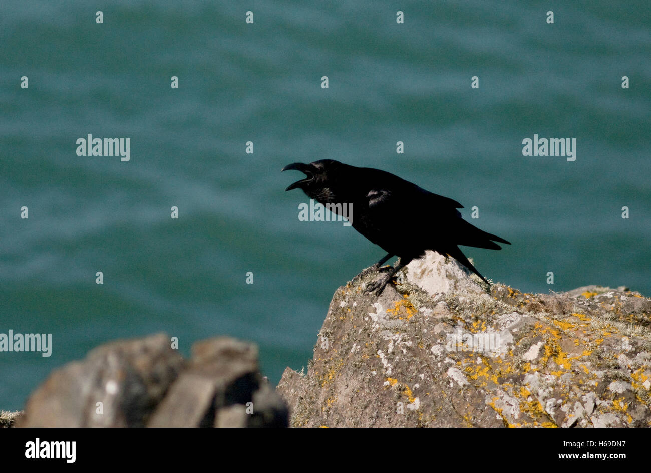 Raven territory hi-res stock photography and images - Alamy