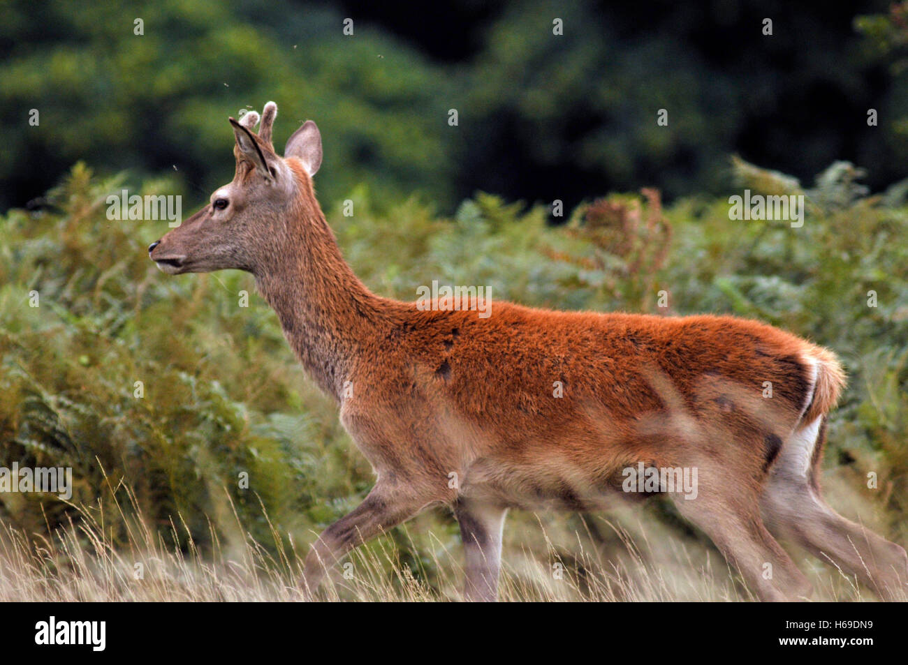 A young Stag running Stock Photo - Alamy