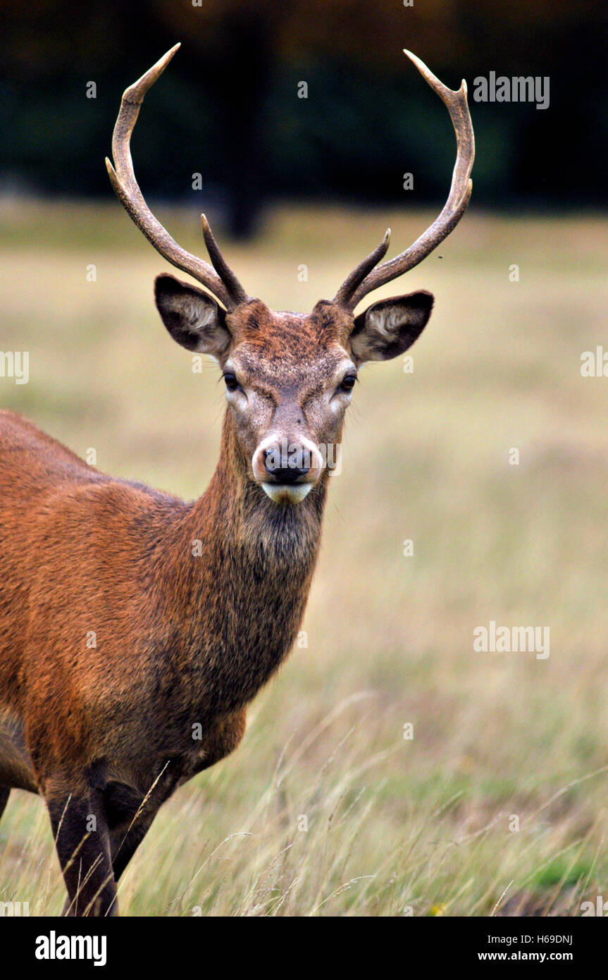 Red Deer Stag Stock Photo - Alamy