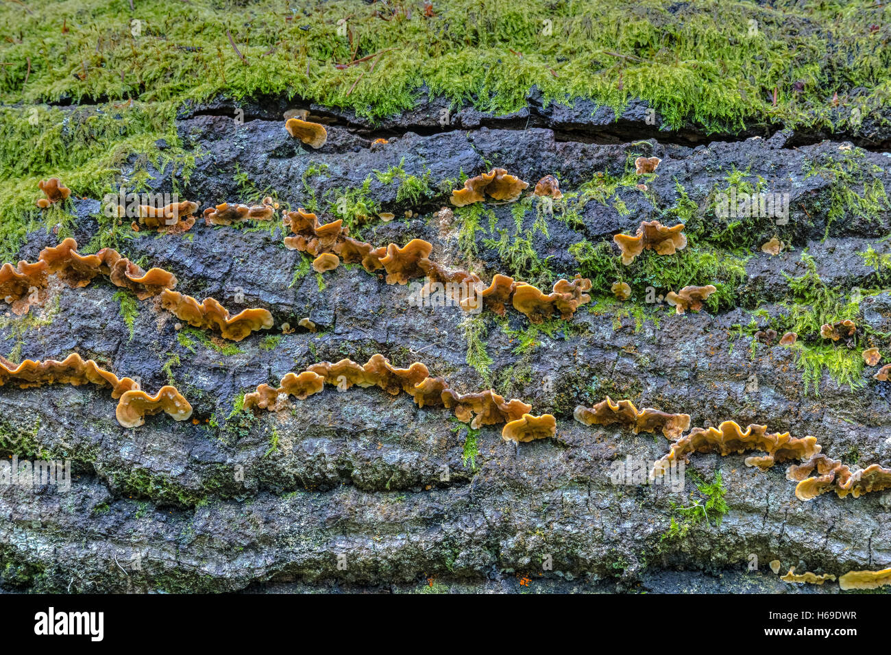 Rotten tree trunk hi-res stock photography and images - Alamy