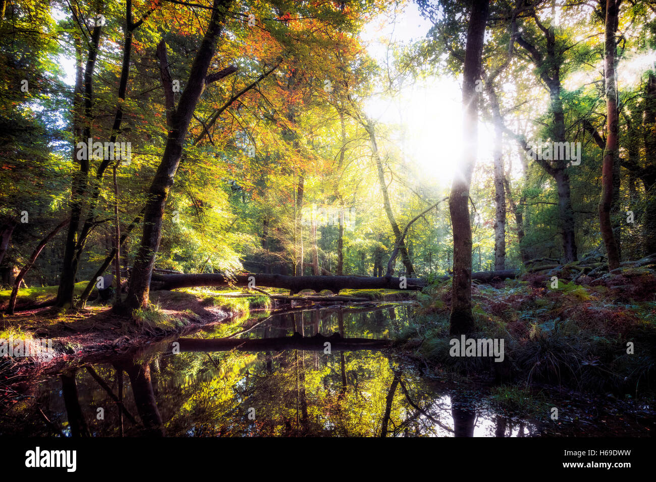 Blackwater river the new forest hi-res stock photography and images - Alamy