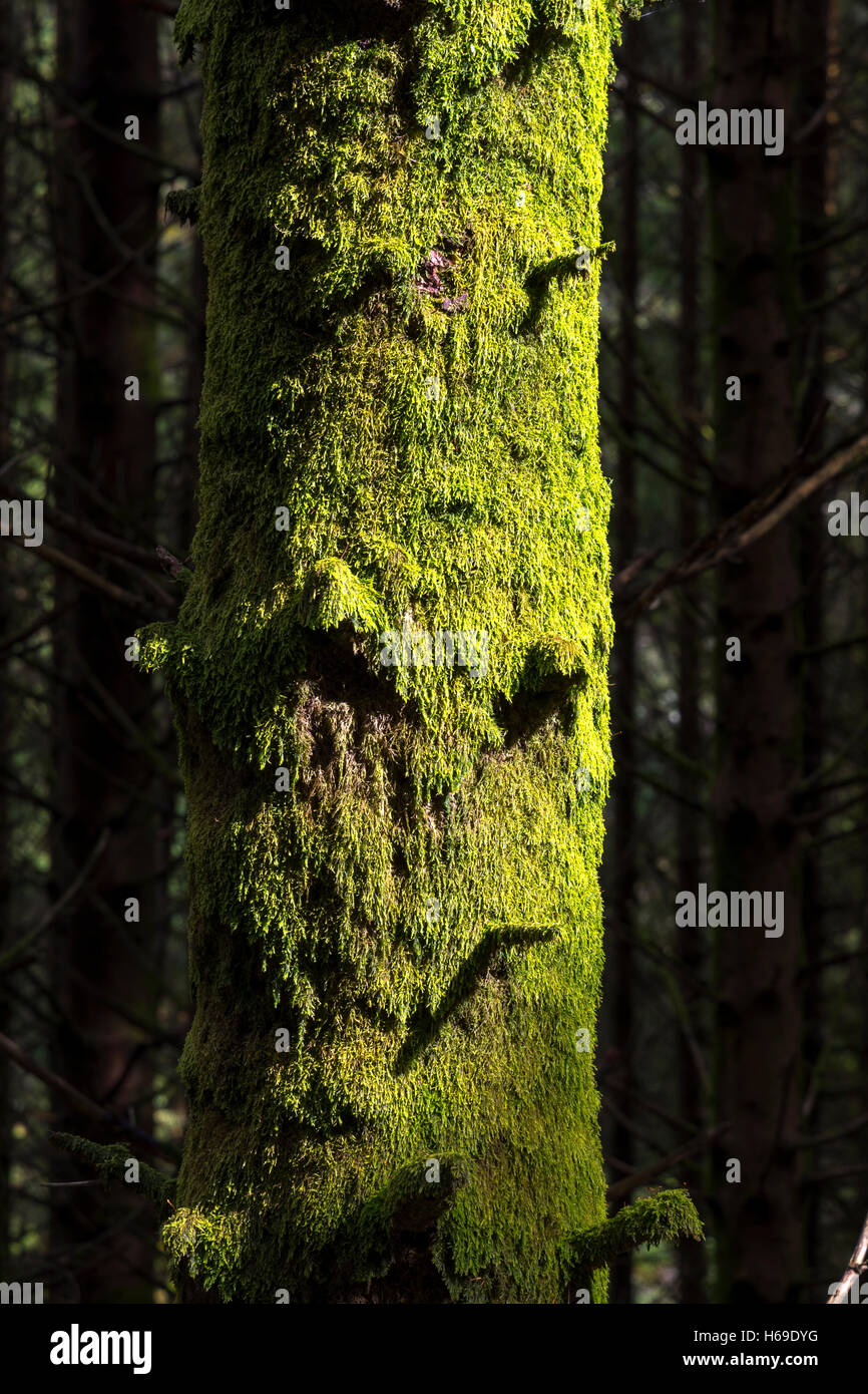 Moss color hi-res stock photography and images - Alamy