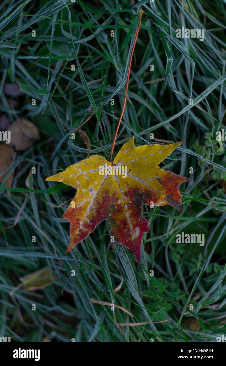Frosted maple leaf hi-res stock photography and images - Alamy