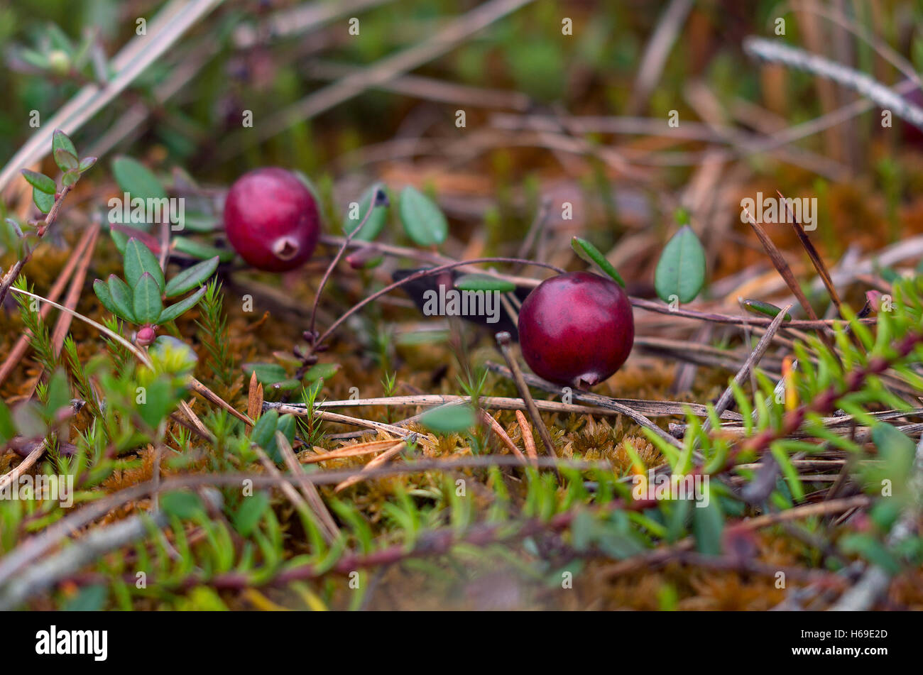 Close up photo of cranberries growing at the swamp inside of moss in ...