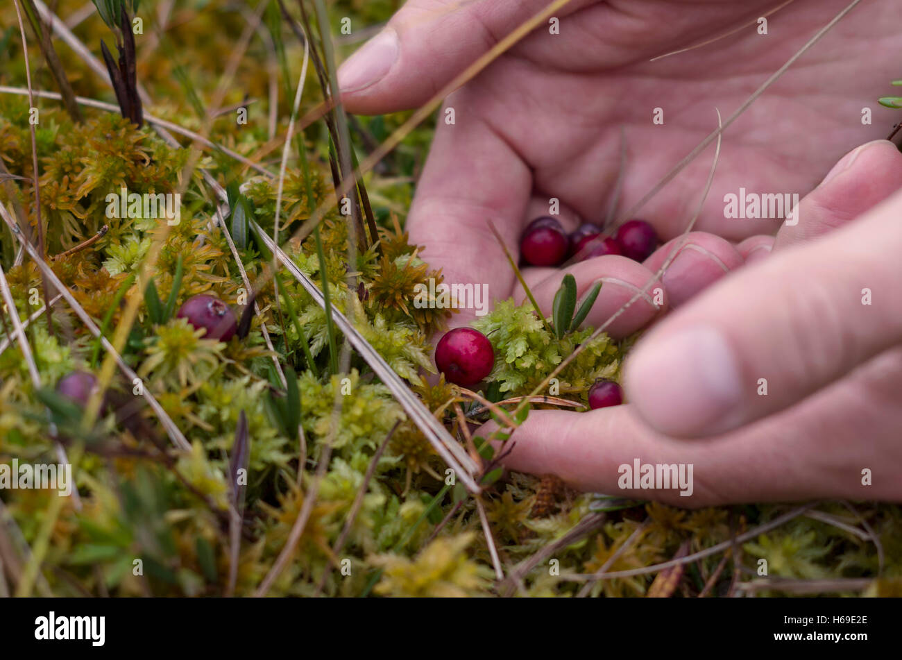 Cranberries growing hi-res stock photography and images - Alamy