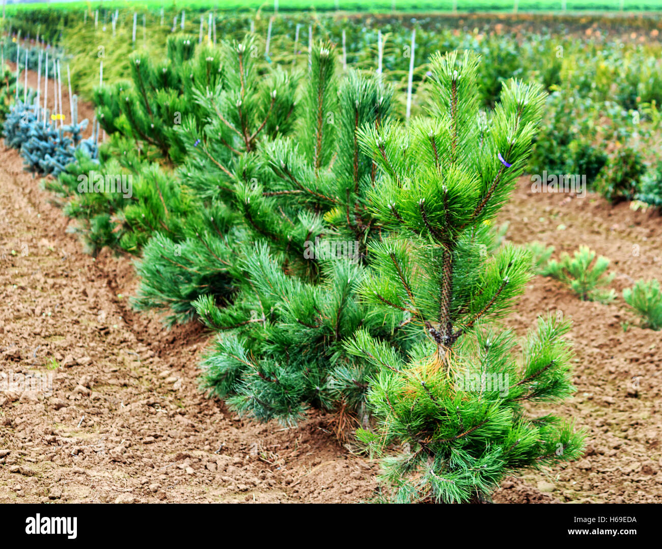 Tree nursery hi-res stock photography and images - Alamy