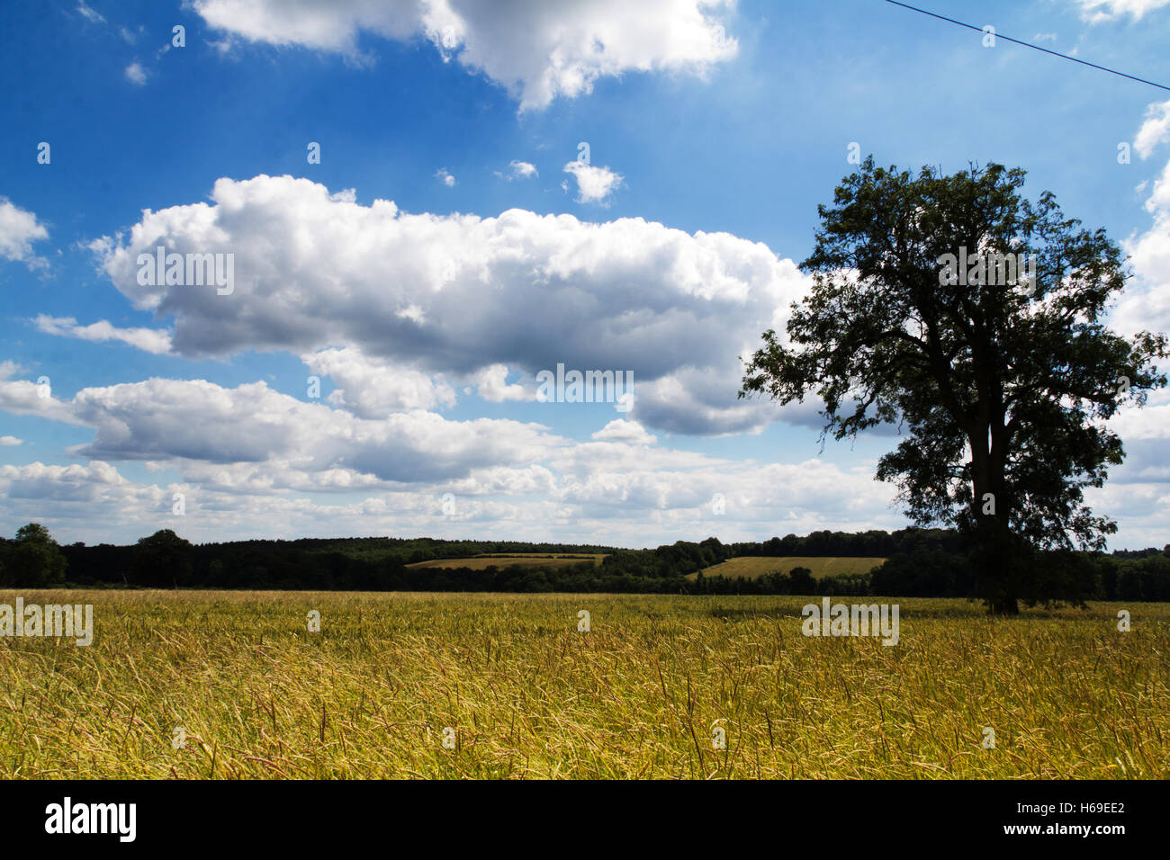 Wheat growing in a field in the Chilterns, England Stock Photo - Alamy