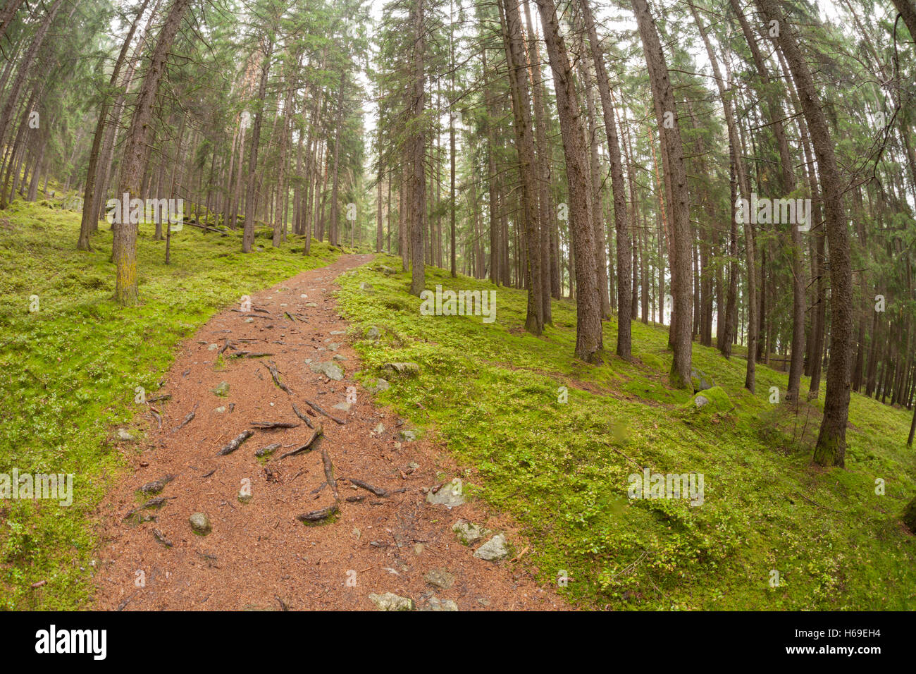 walking into the forest long a path in a cloudy day. No people around ...