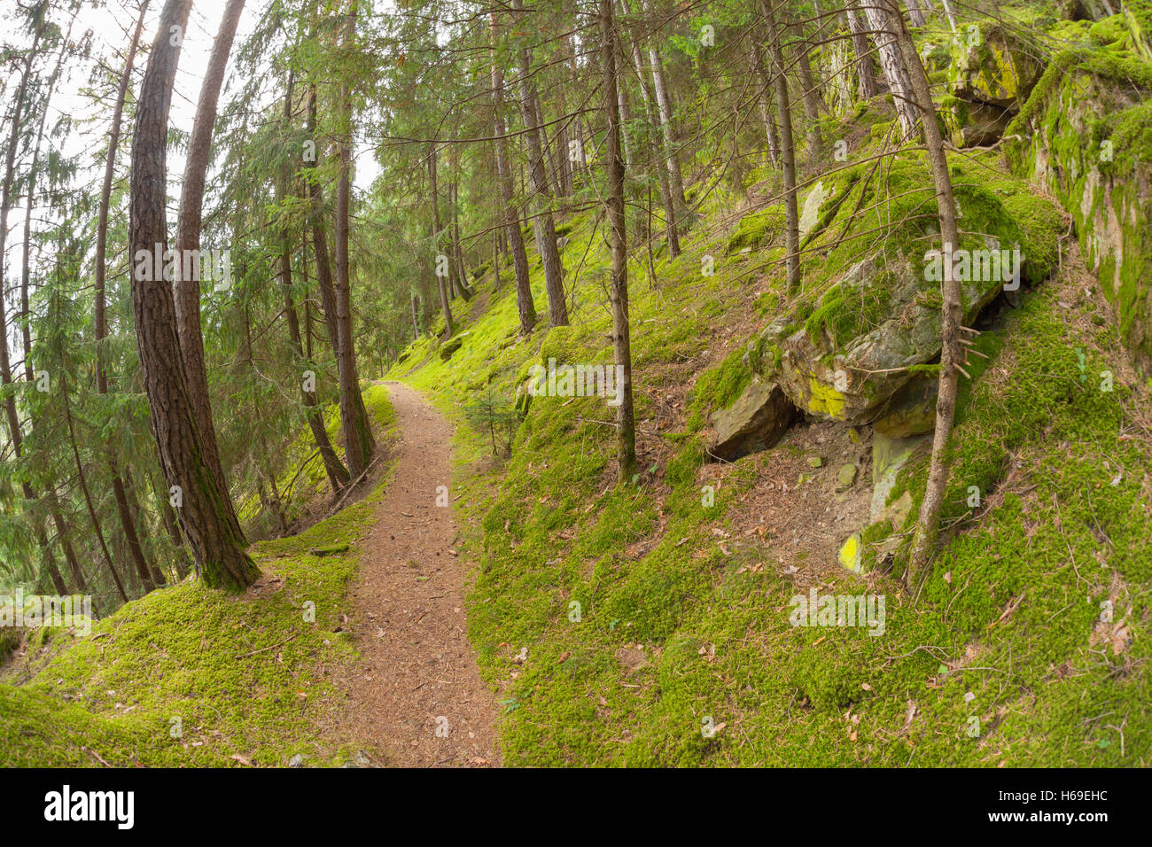 walking into the forest long a path in a cloudy day. No people around ...