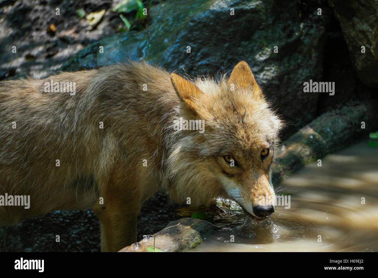 A thirsty wolf drinking water from a pond Stock Photo - Alamy